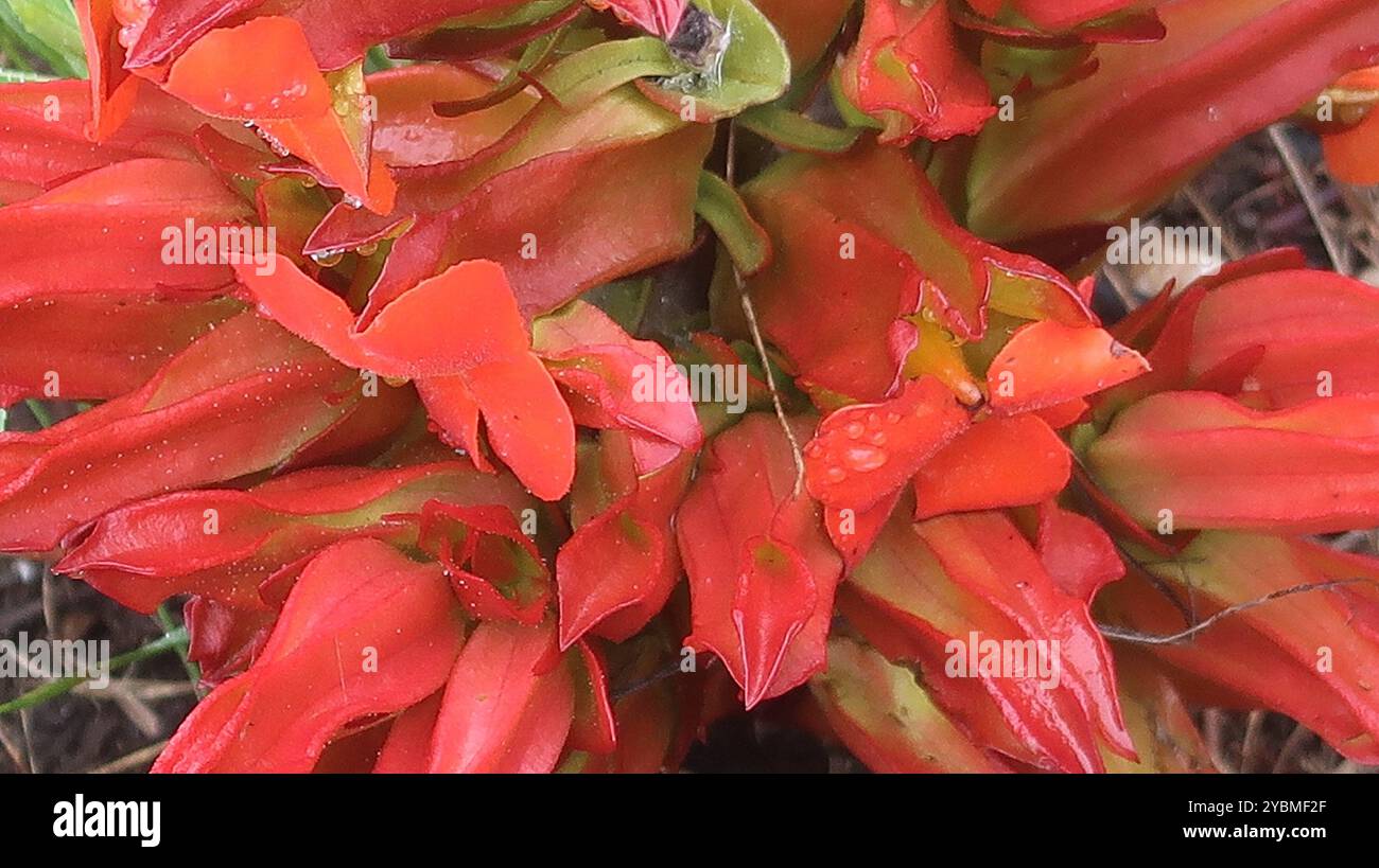 Scarlet Inkflower (Harveya bolusii) Plantae Stock Photo - Alamy