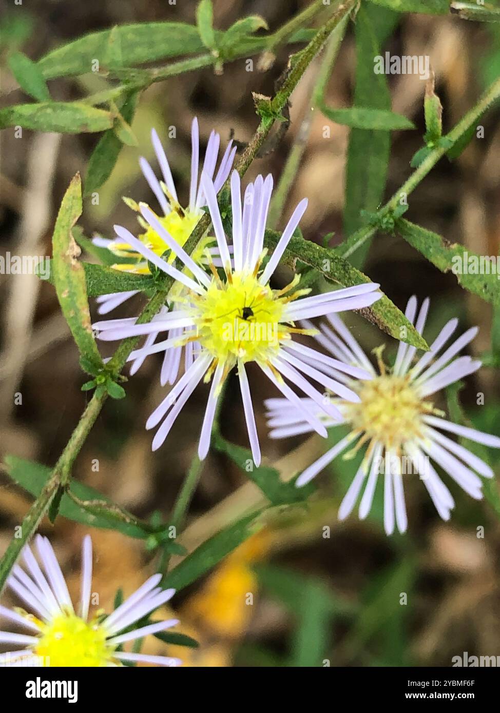 Ontario Aster (Symphyotrichum ontarionis) Plantae Stock Photo - Alamy