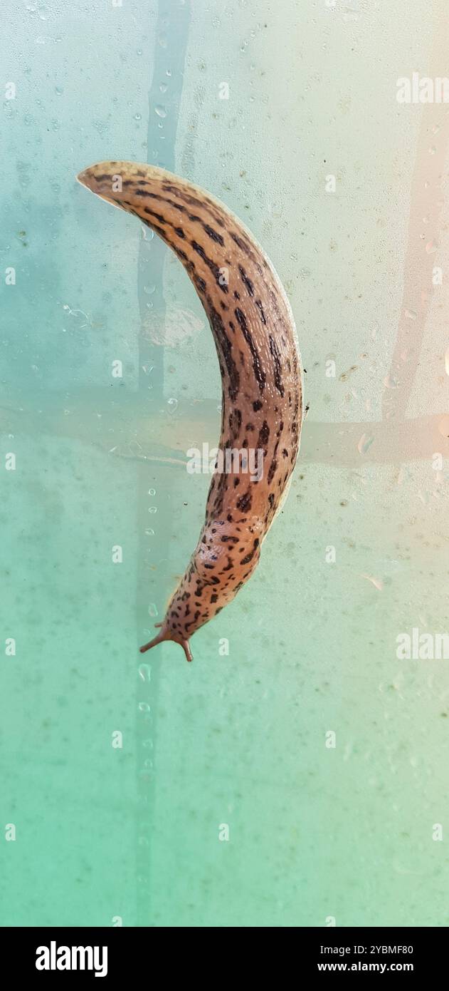 Leopard Slug (Limax maximus) Mollusca Stock Photo - Alamy