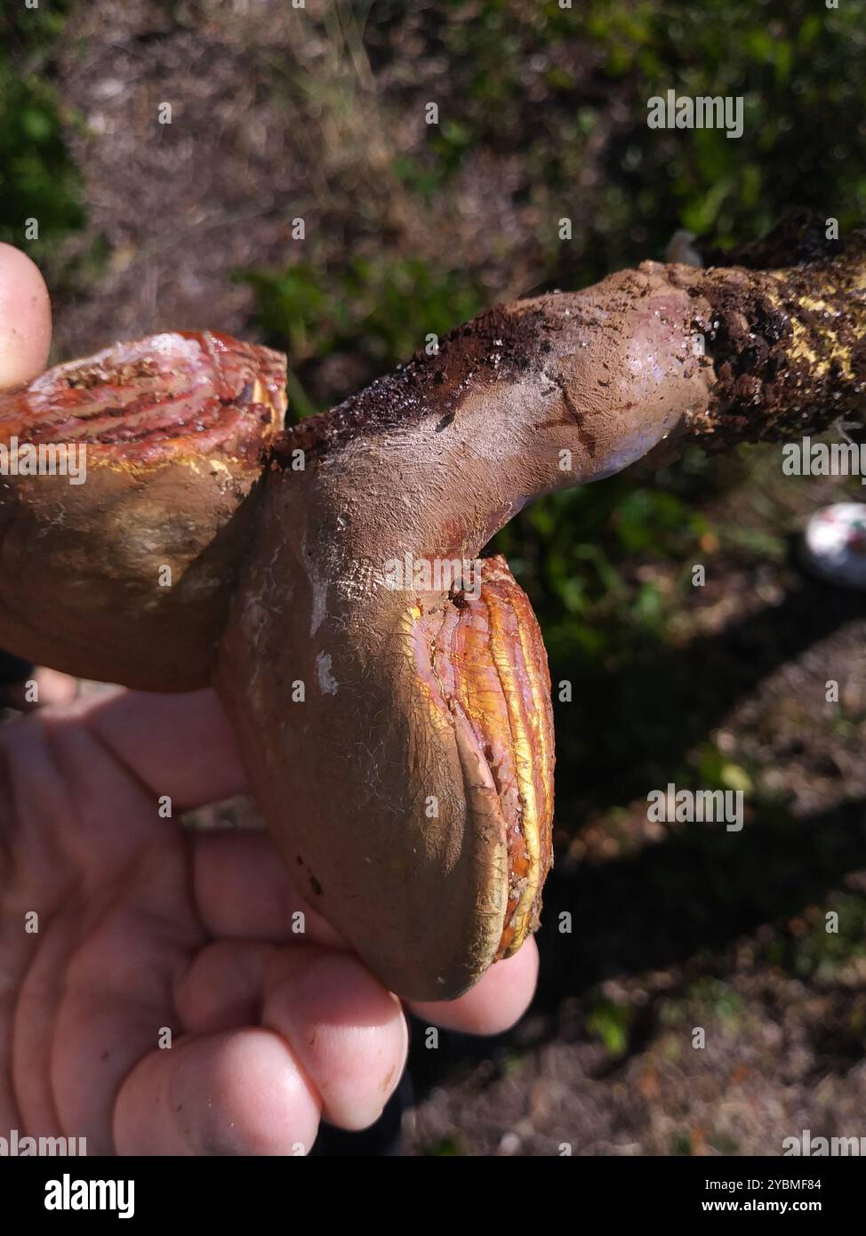 golden reishi (Ganoderma curtisii) Fungi Stock Photo - Alamy