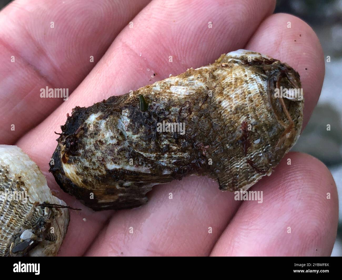 Piddocks and Angelwings (Pholadidae) Mollusca Stock Photo - Alamy