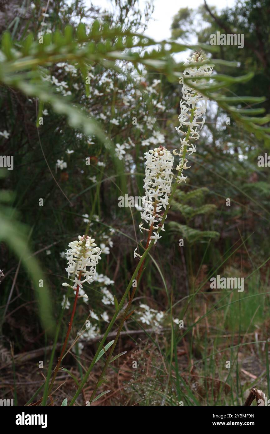 Creamy Candles (Stackhousia monogyna) Plantae Stock Photo - Alamy