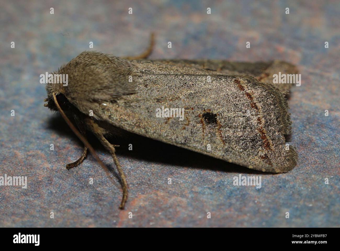 Red-line Quaker (Agrochola lota) Insecta Stock Photo - Alamy