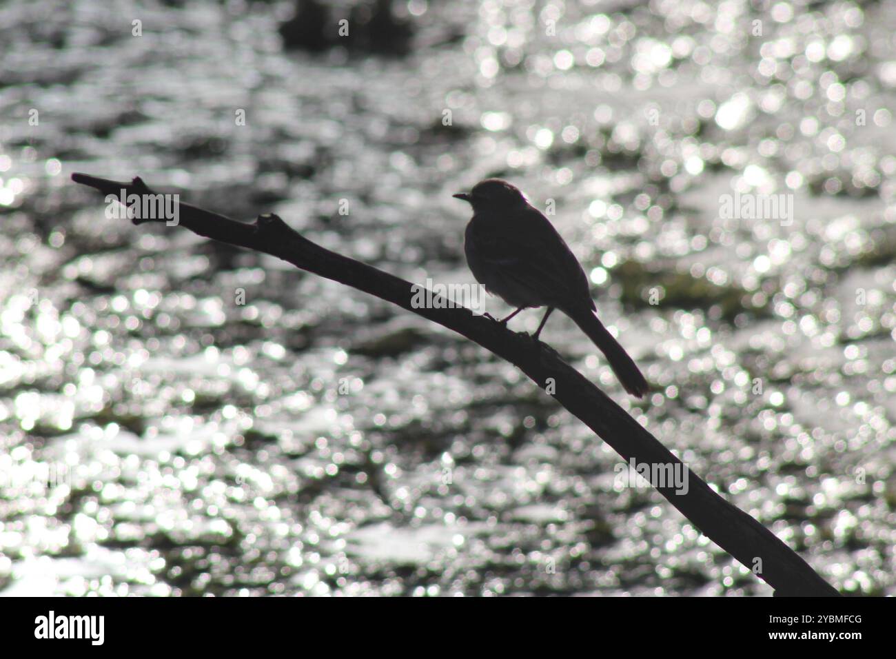 Common Cape Wagtail (Motacilla capensis capensis) Aves Stock Photo - Alamy
