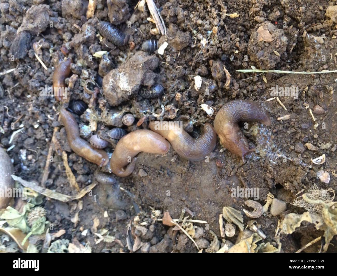 Threeband Slugs (Ambigolimax) Mollusca Stock Photo - Alamy