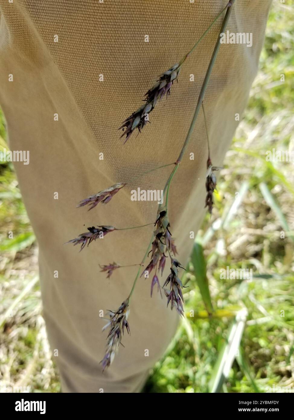 Claviceps africana hi-res stock photography and images - Alamy