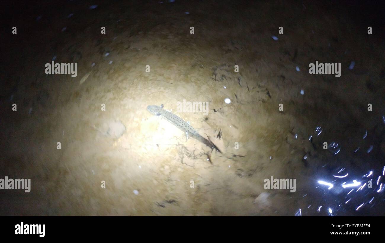 Common Mudpuppy (Necturus maculosus) Amphibia Stock Photo - Alamy