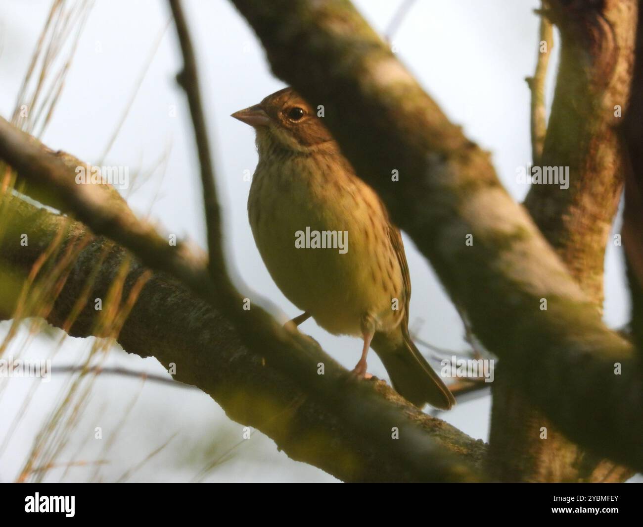 Chestnut Bunting (Emberiza rutila) Aves Stock Photo - Alamy