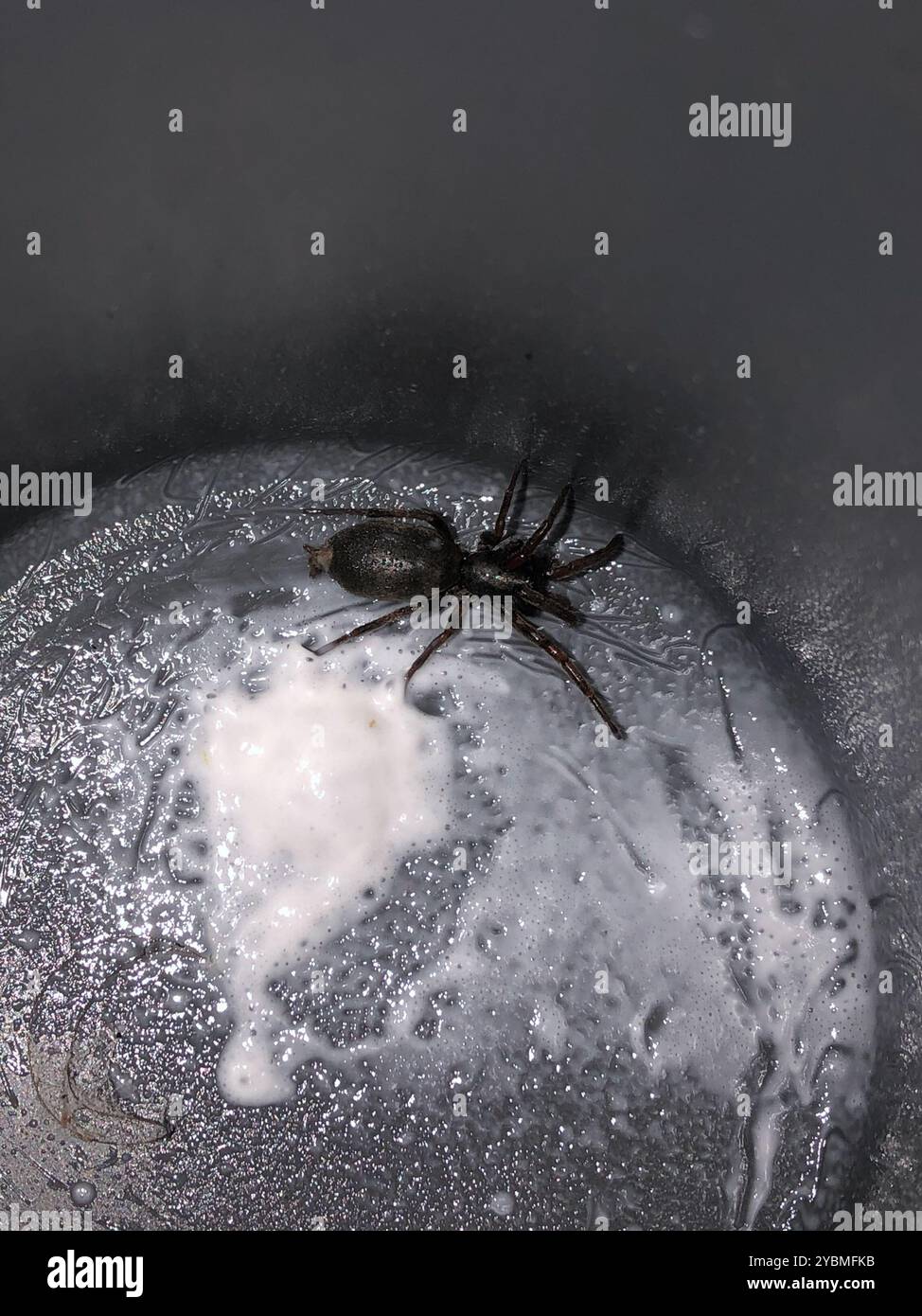 White-tailed Spiders (Lampona) Arachnida Stock Photo - Alamy