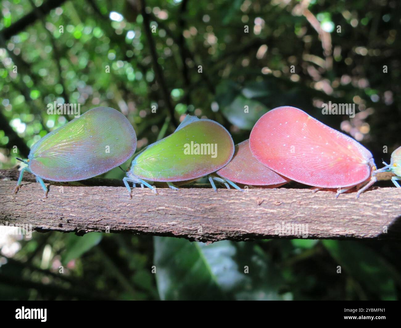 Flatida rosea hi-res stock photography and images - Alamy