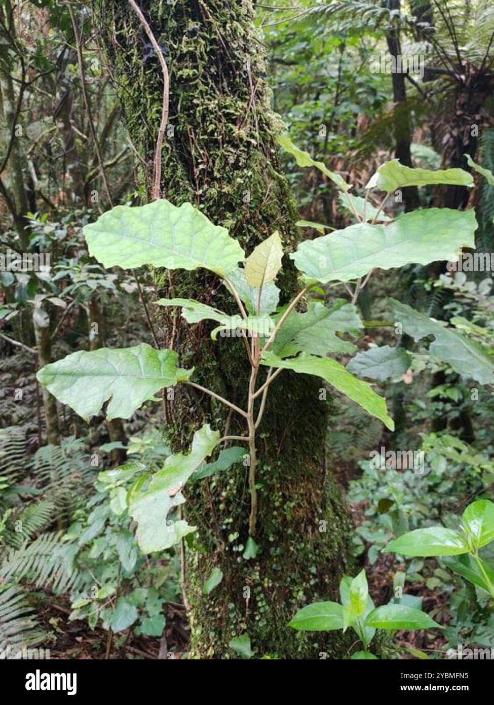 Rangiora (Brachyglottis repanda) Plantae Stock Photo - Alamy