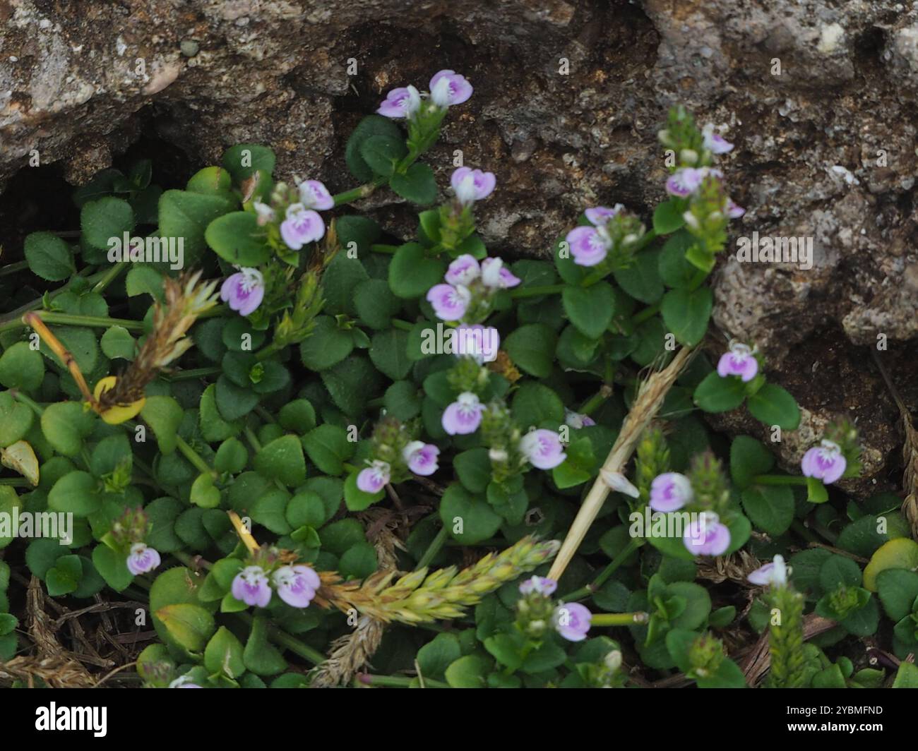 (Rostellularia hayatae) Plantae Stock Photo - Alamy