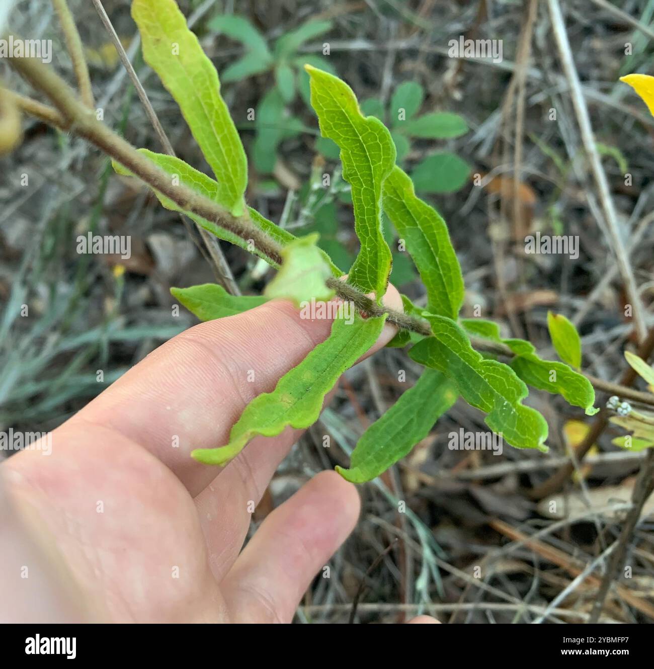 Rolfs' Milkweed (Asclepias tuberosa rolfsii) Plantae Stock Photo - Alamy
