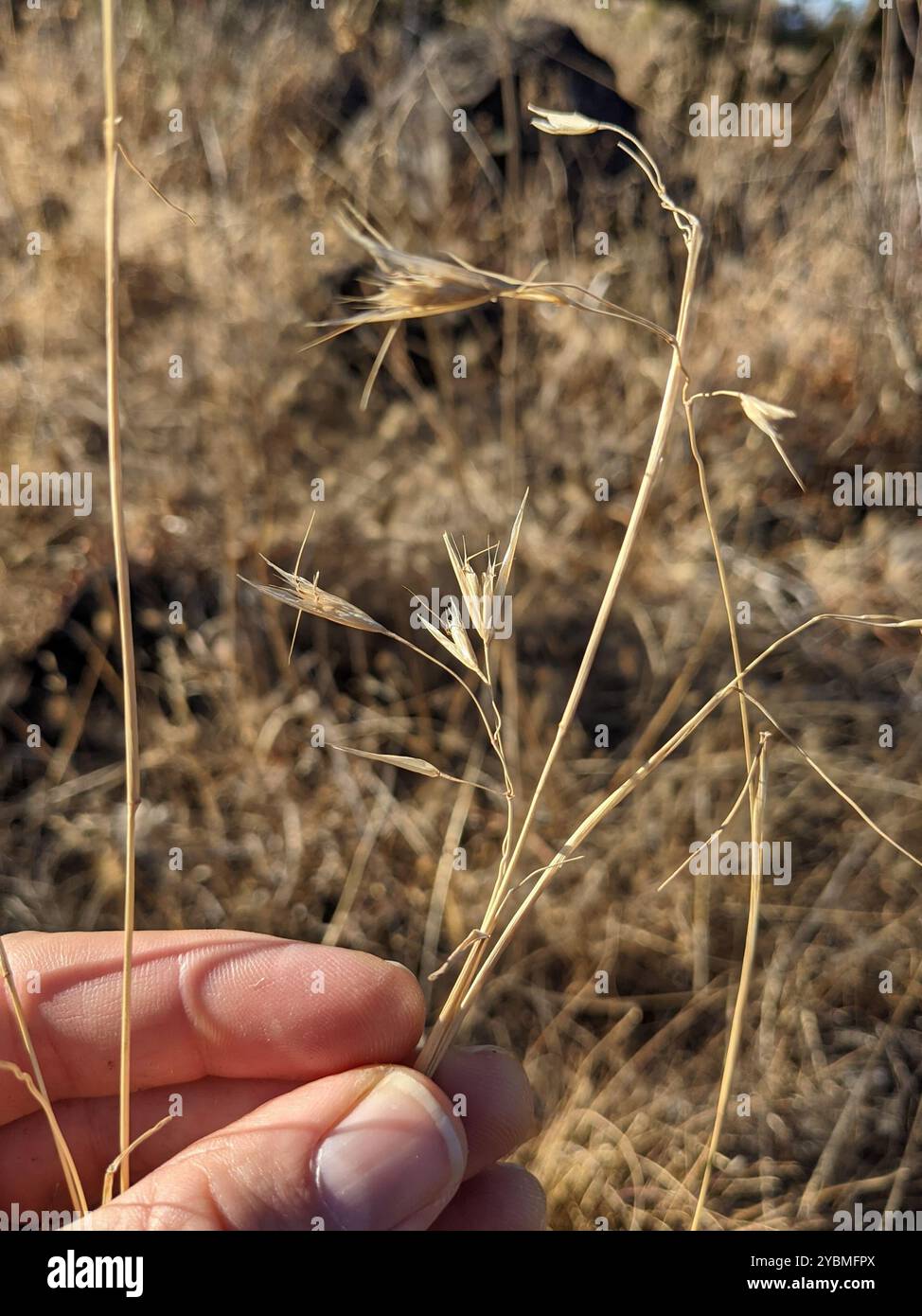California oatgrass (Danthonia californica) Plantae Stock Photo - Alamy