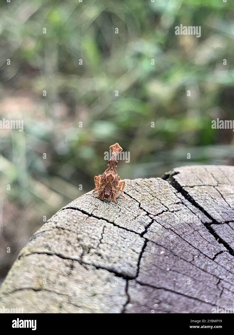 Watanabe's Lanternfly (Pyrops watanabei) Insecta Stock Photo - Alamy