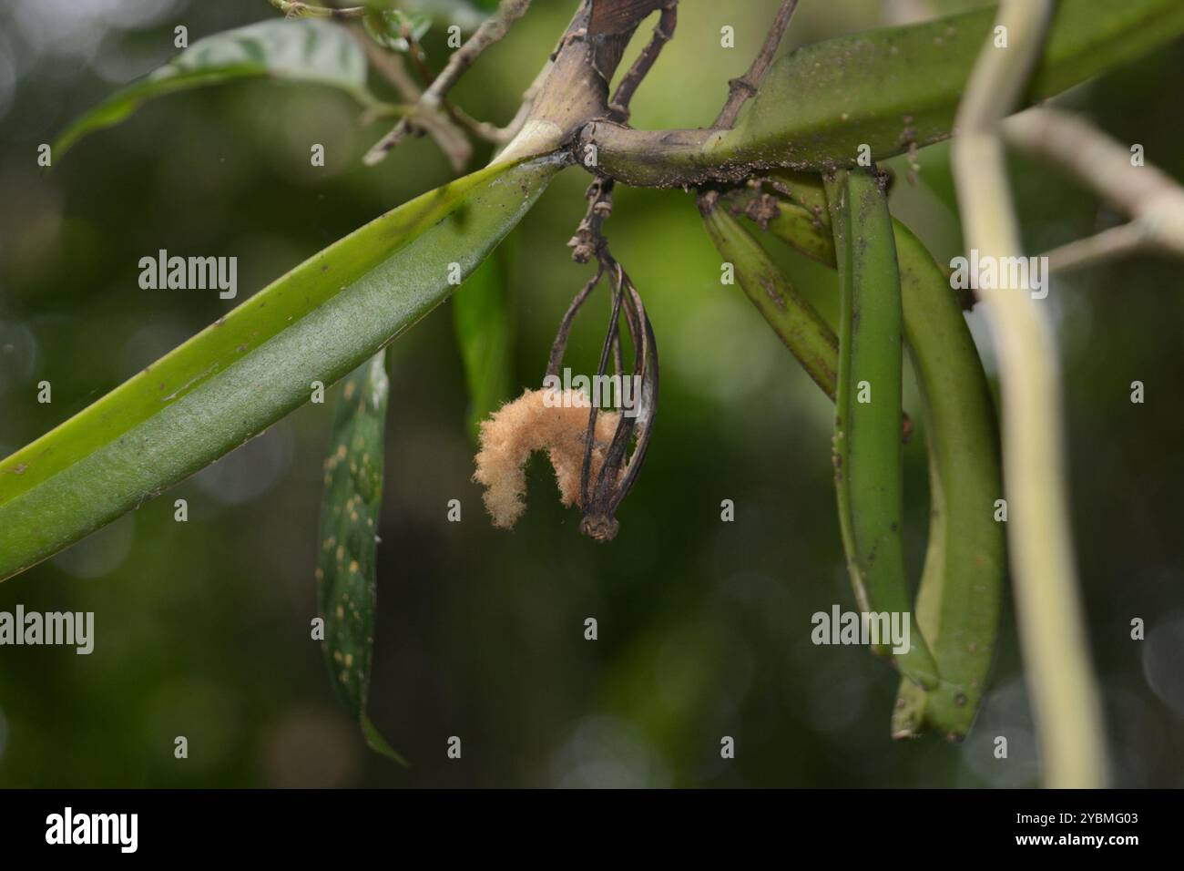 Banana Orchid (Acampe praemorsa longepedunculata) Plantae Stock Photo ...