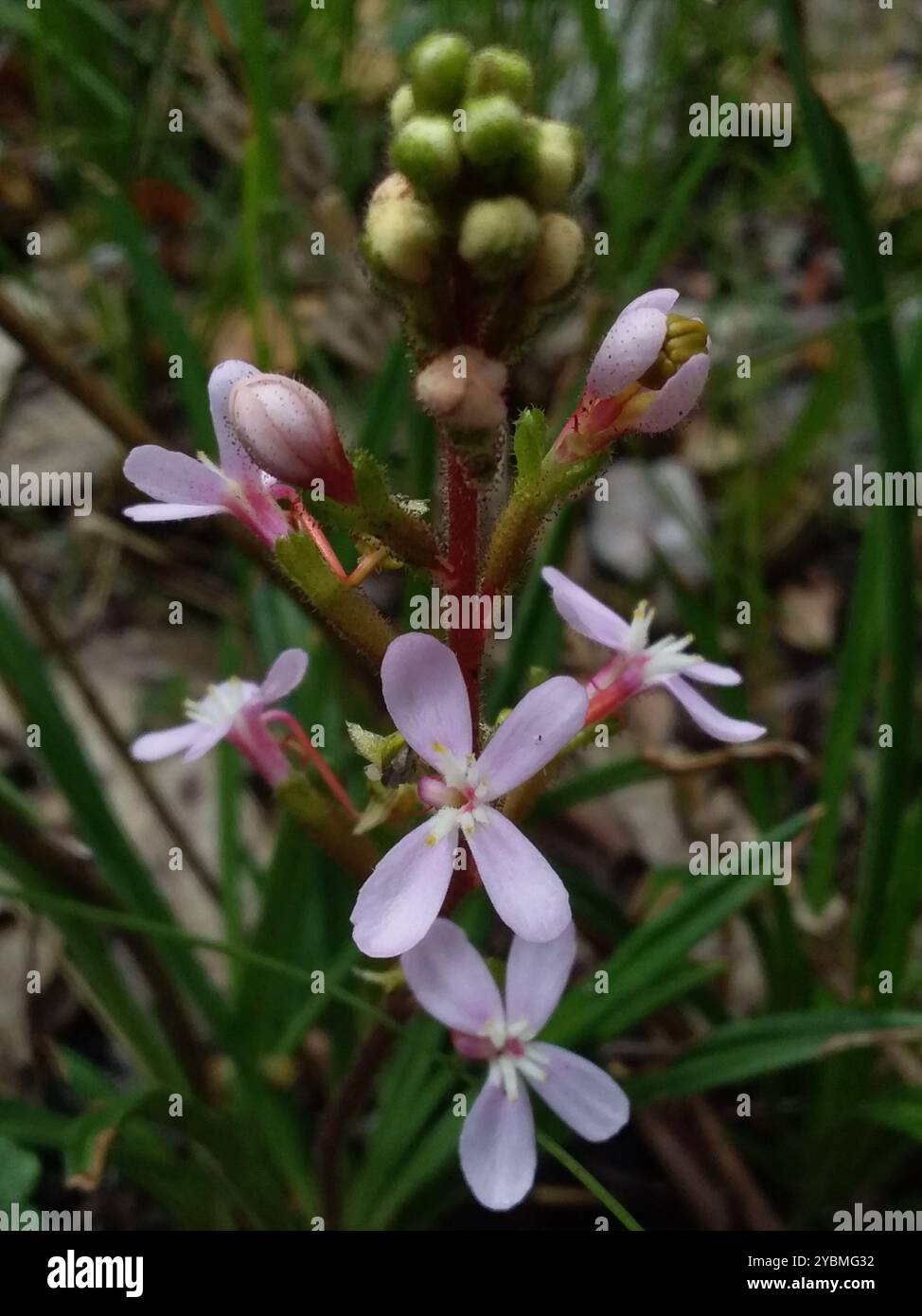 Triggerplants (Stylidium) Plantae Stock Photo - Alamy