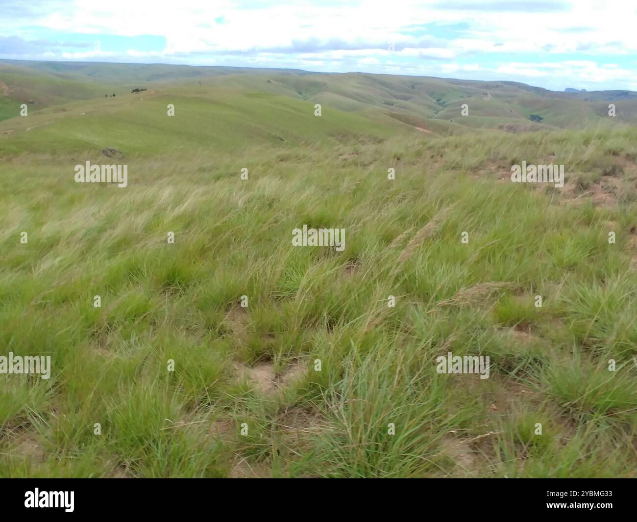 Common Russet Grass (Loudetia simplex) Plantae Stock Photo - Alamy