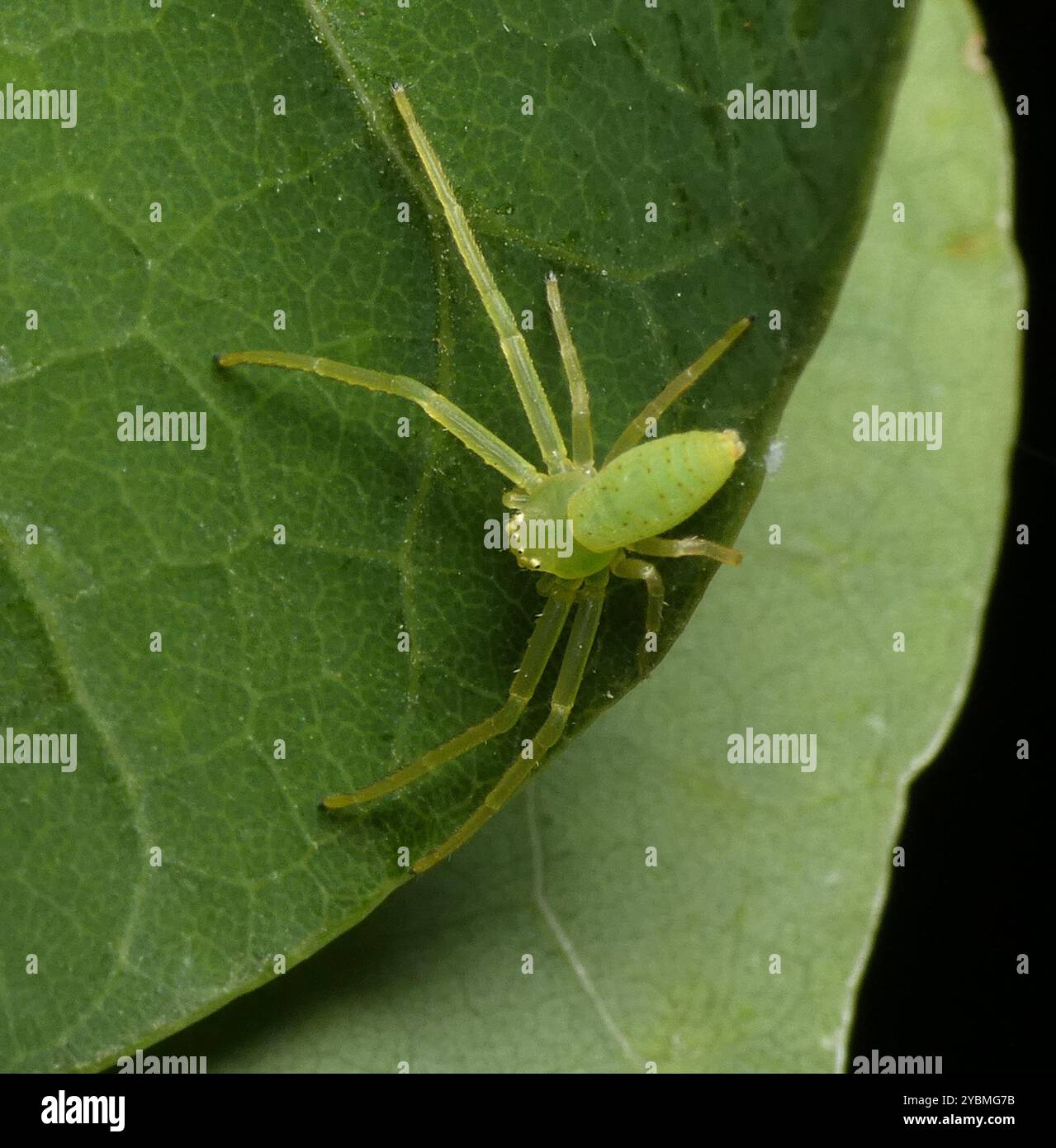 Green Grass Crab Spiders (Oxytate) Arachnida Stock Photo - Alamy