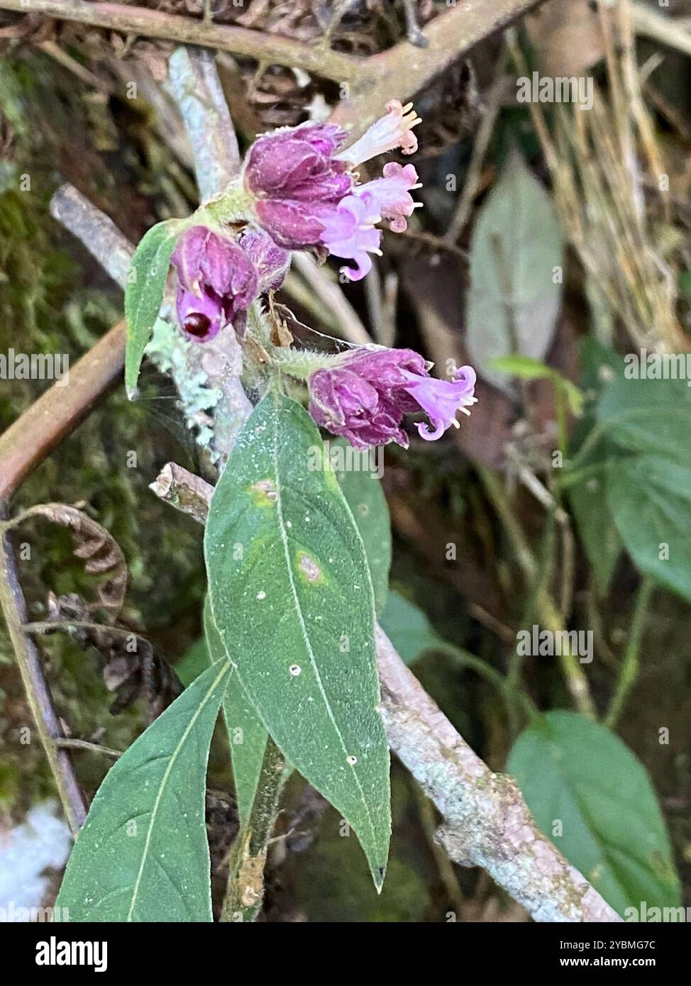 vascular plants (Tracheophyta) Plantae Stock Photo - Alamy