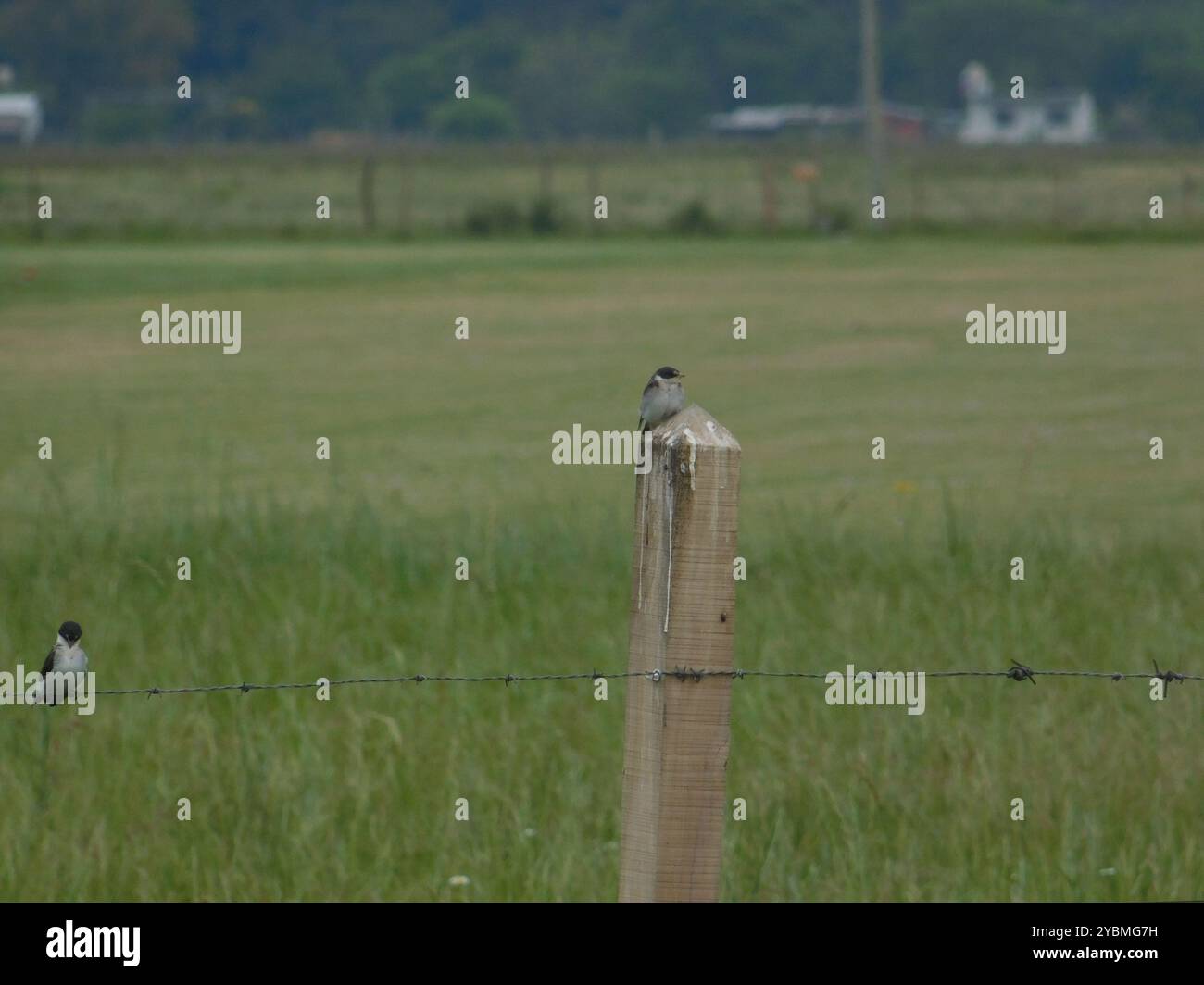 Leucorrhoa hi-res stock photography and images - Alamy