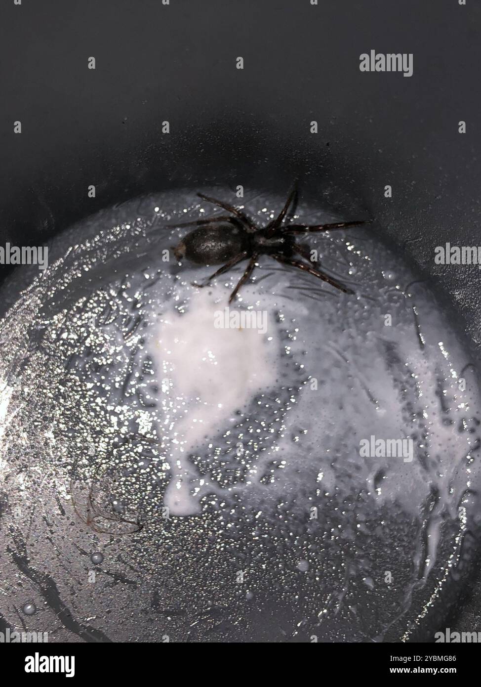 White-tailed Spiders (Lampona) Arachnida Stock Photo - Alamy