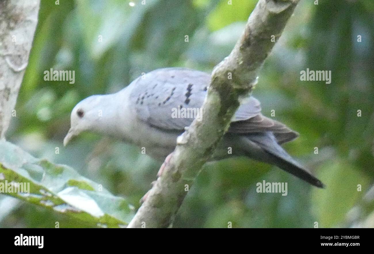 Claravis pretiosa hi-res stock photography and images - Alamy