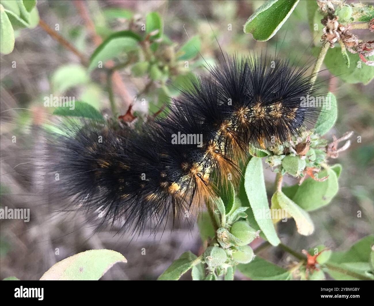 Salt Marsh Moth (Estigmene acrea) Insecta Stock Photo - Alamy