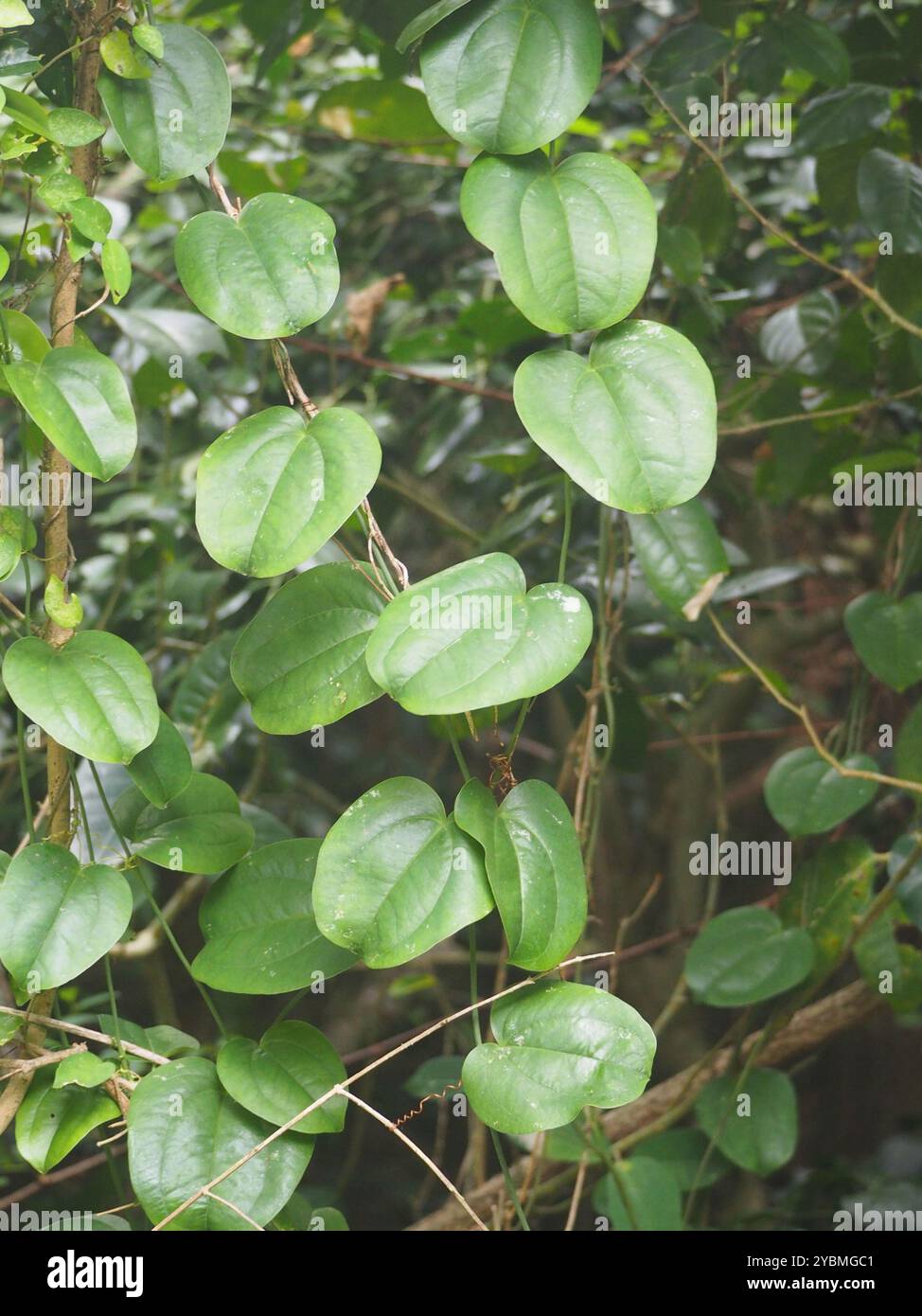 Bearded Smilax (Smilax bracteata) Plantae Stock Photo - Alamy