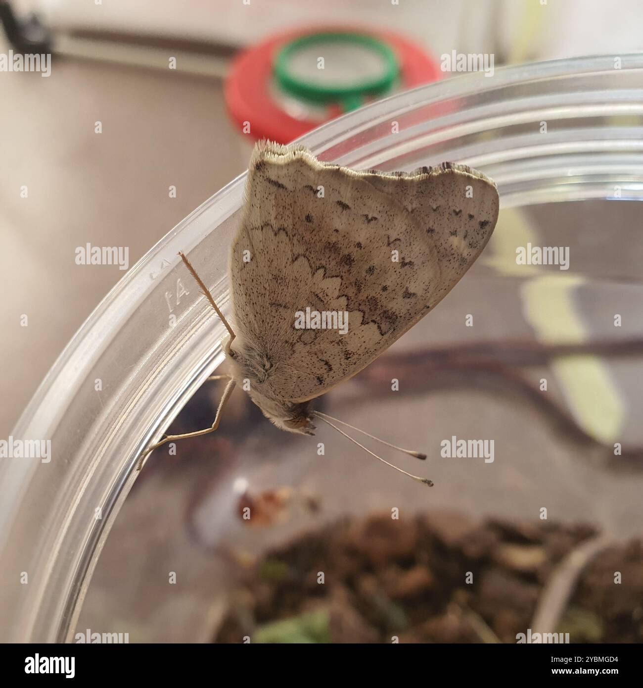 Meadow Argus (Junonia villida) Insecta Stock Photo - Alamy