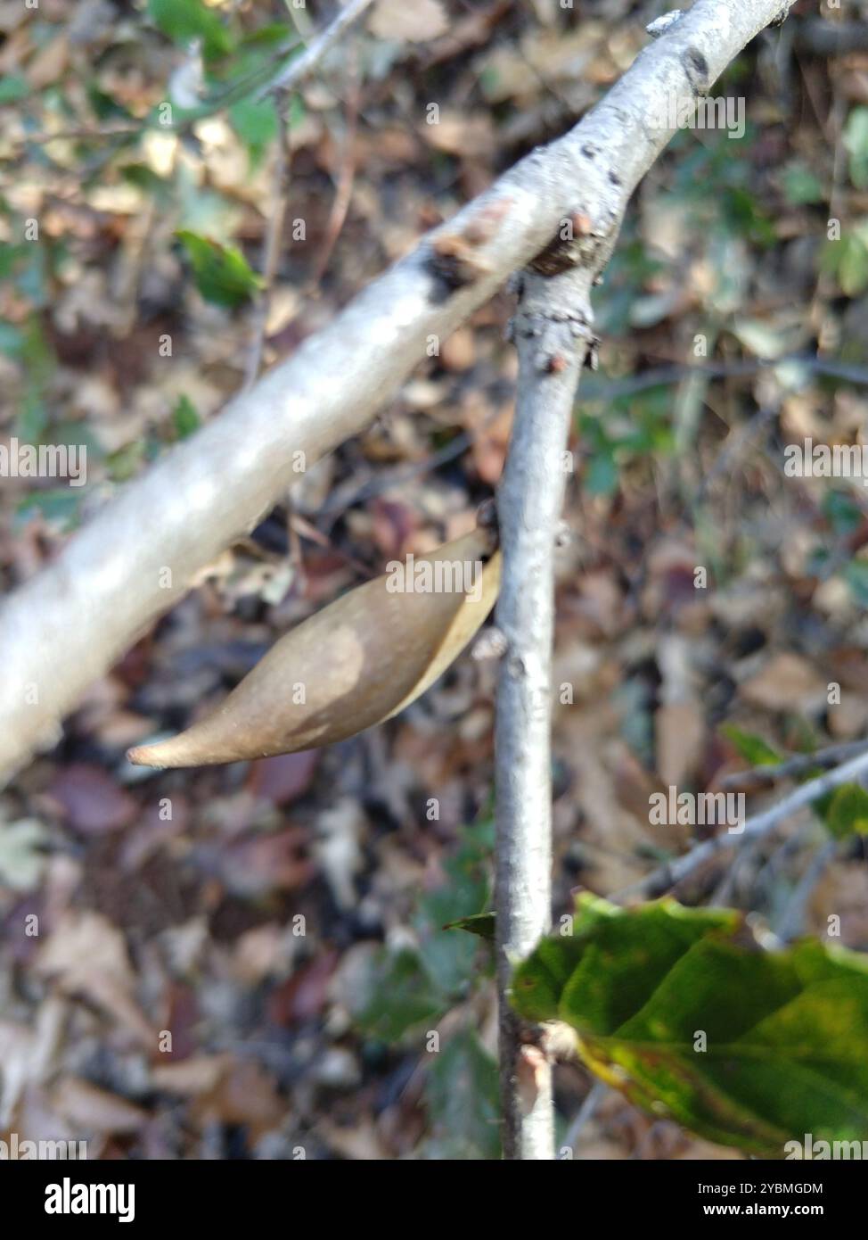 Beaked Spindle Gall Wasp (Heteroecus pacificus) Insecta Stock Photo - Alamy