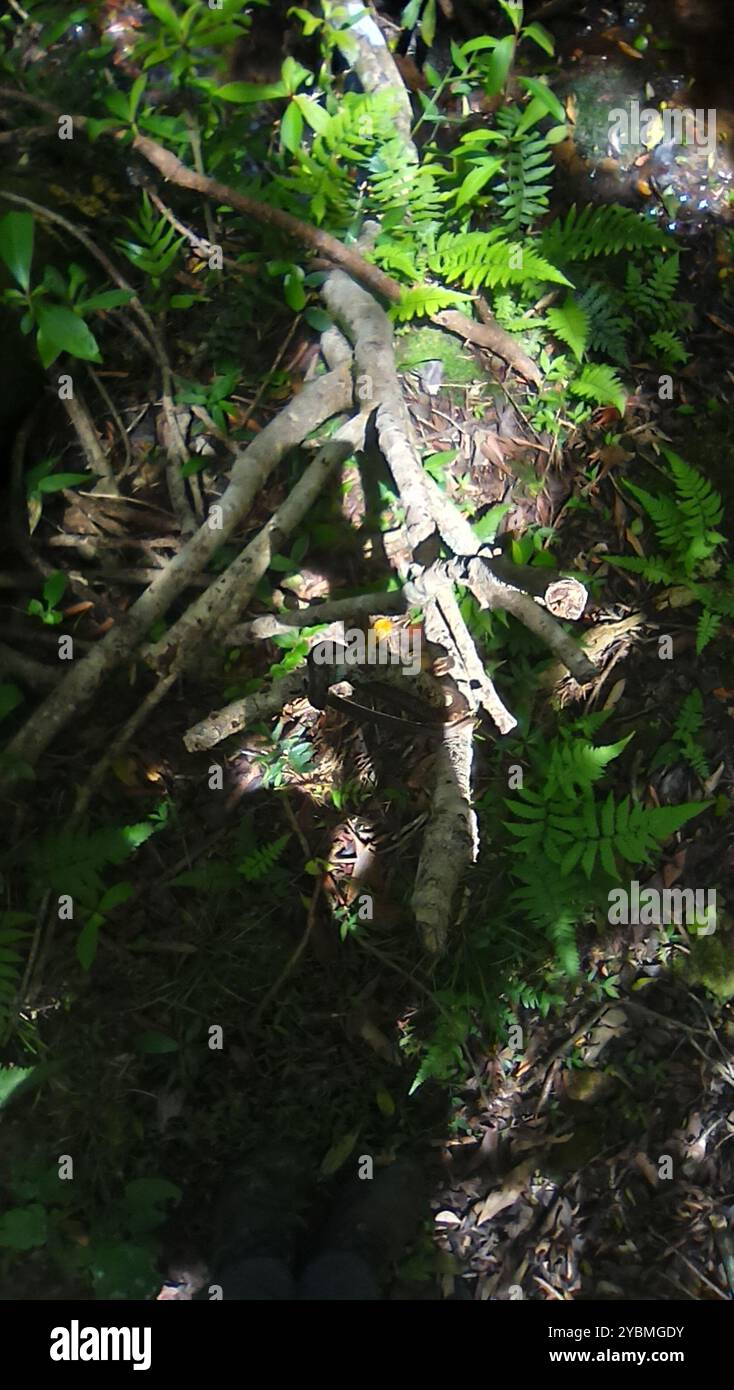 Coastal House Snake (Mesotes strigatus) Reptilia Stock Photo - Alamy