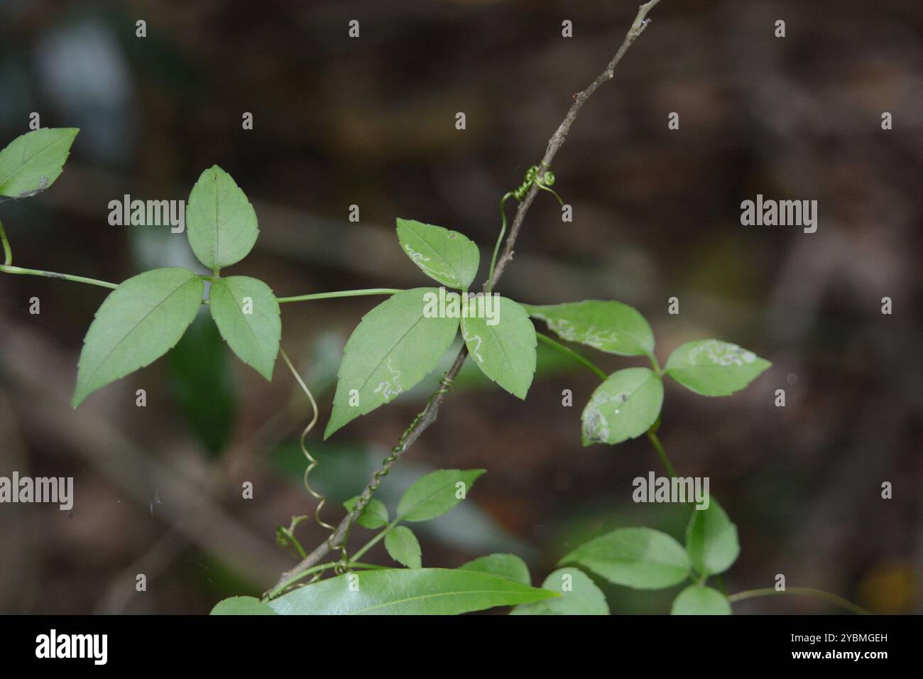 Three-Leaved Wild Vine (Causonis trifolia) Plantae Stock Photo - Alamy