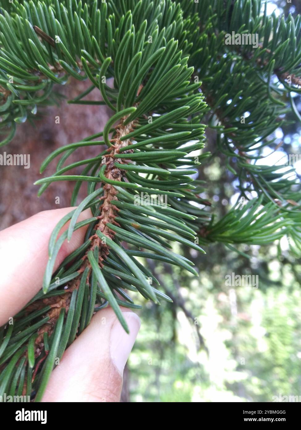 Engelmann spruce (Picea engelmannii) Plantae Stock Photo - Alamy