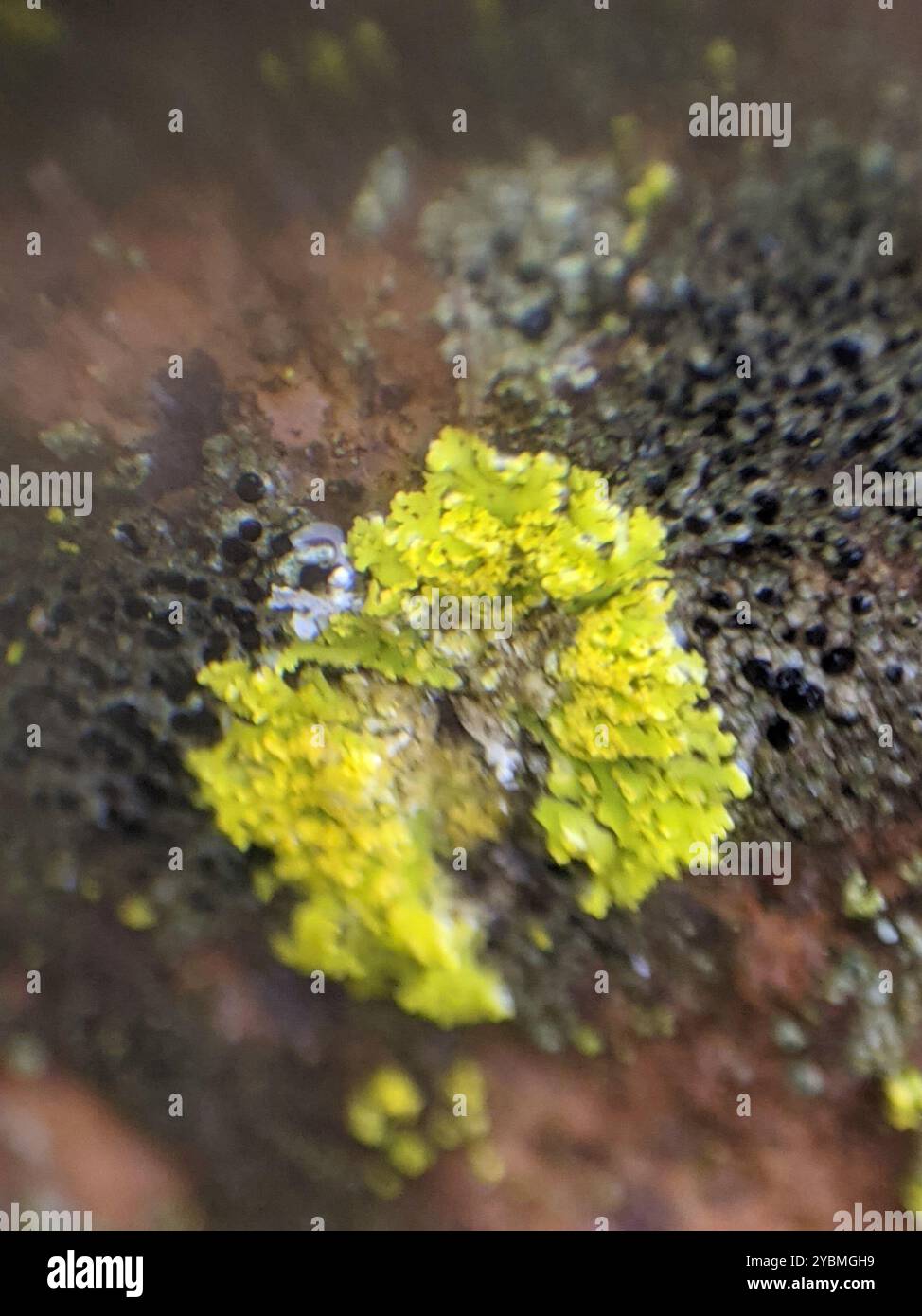 Candleflame Lichen (Candelaria concolor) Fungi Stock Photo - Alamy