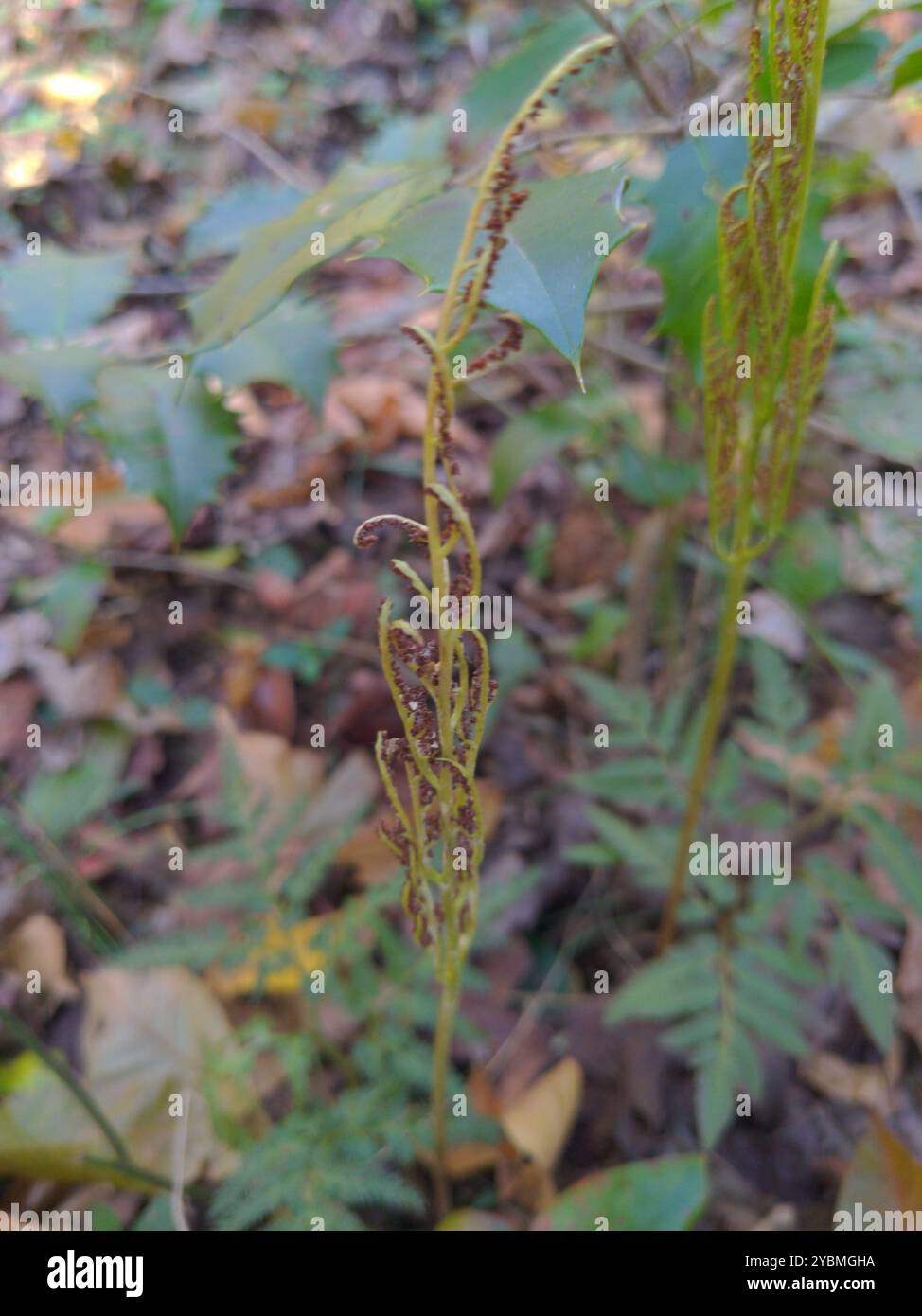 Cutleaf Grapefern (Sceptridium dissectum) Plantae Stock Photo - Alamy