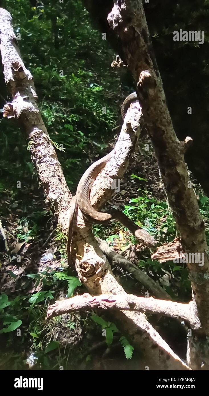 Coastal House Snake (Mesotes strigatus) Reptilia Stock Photo - Alamy