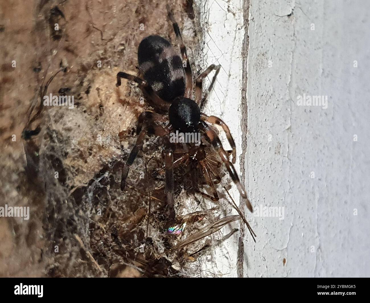 Eastern White-tail Spider (Lampona murina) Arachnida Stock Photo - Alamy