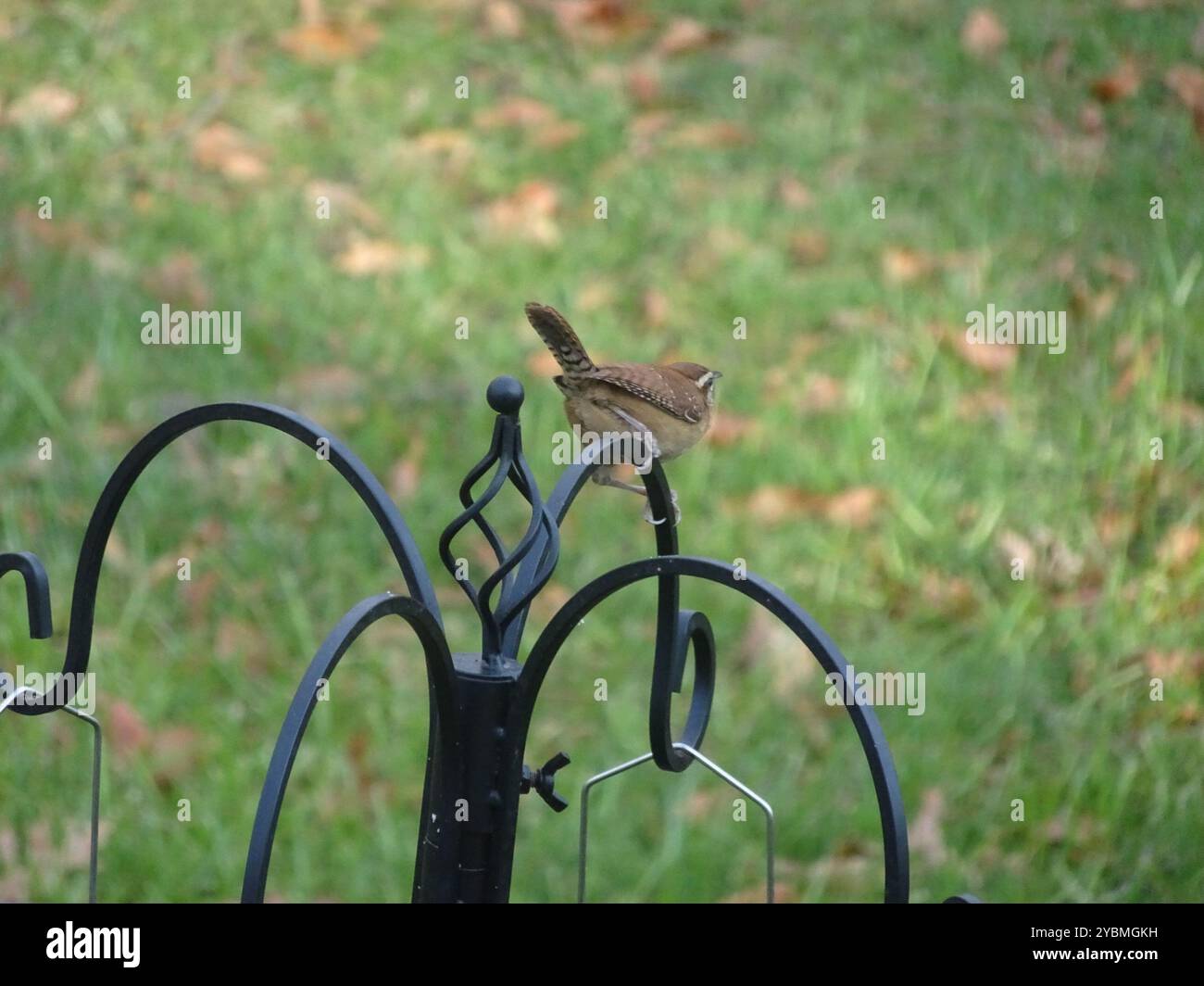 Carolina Wren (Thryothorus ludovicianus) Aves Stock Photo - Alamy