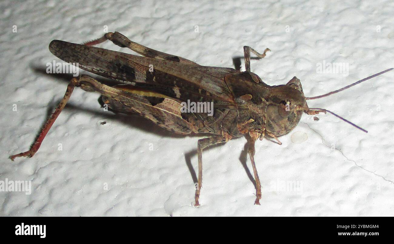 Short-horned Grasshoppers (Acrididae) Insecta Stock Photo - Alamy