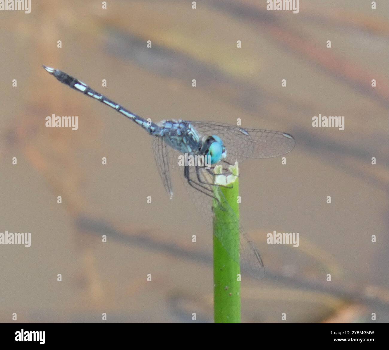 (Micrathyria spuria) Insecta Stock Photo - Alamy