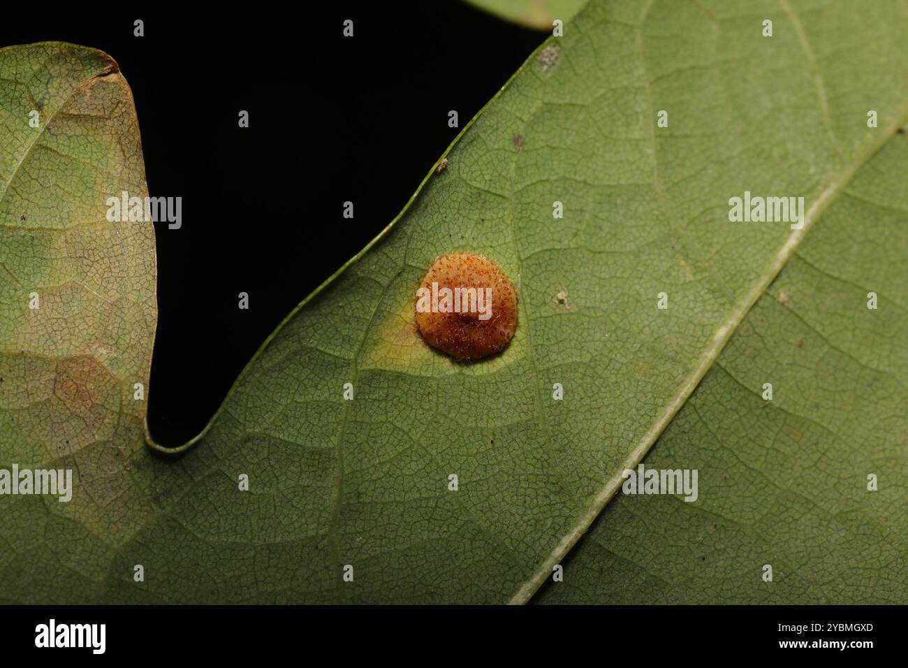 Common Spangle Gall Wasp (Neuroterus quercusbaccarum) Insecta Stock ...