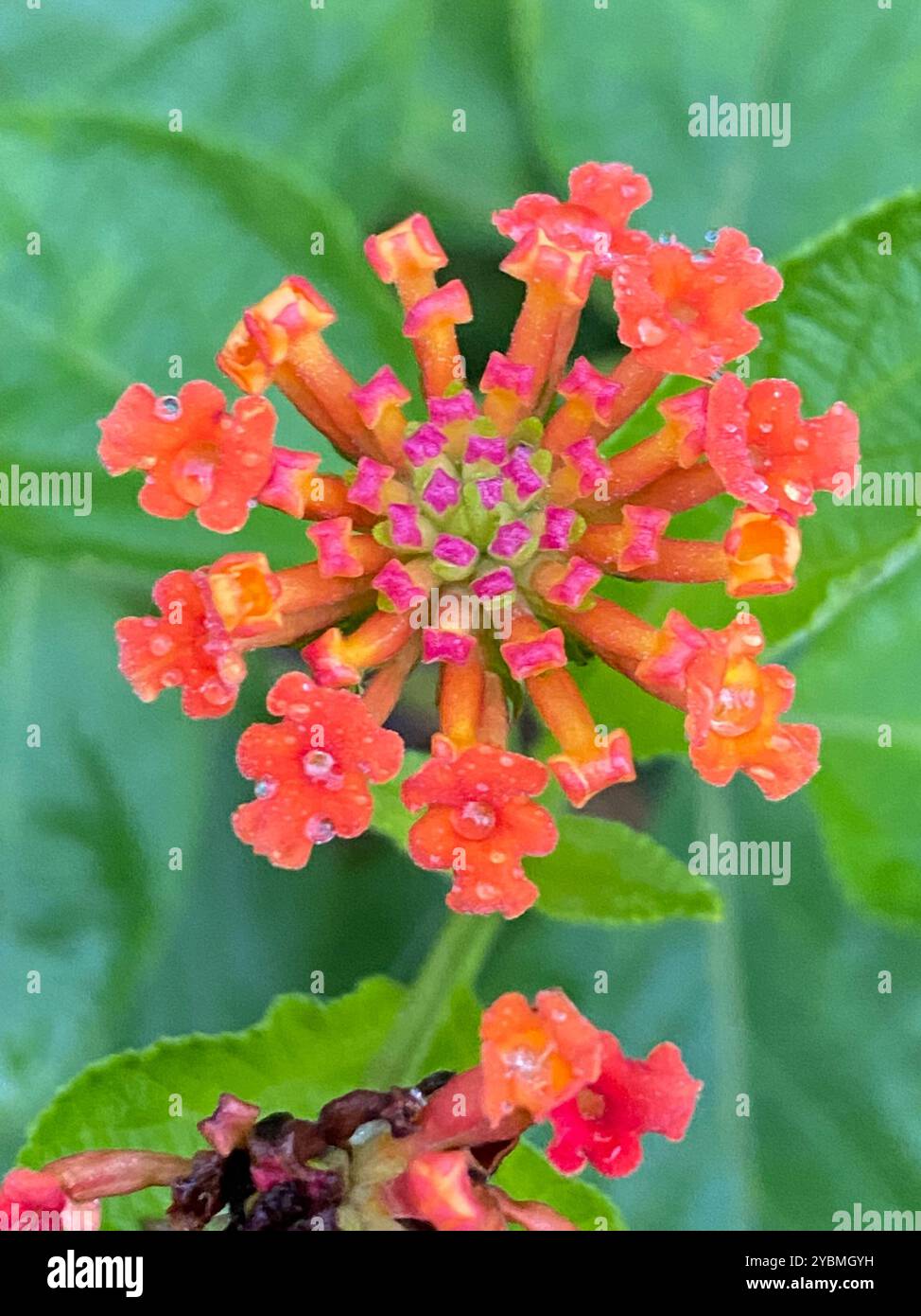 lantanas (Lantana) Plantae Stock Photo - Alamy