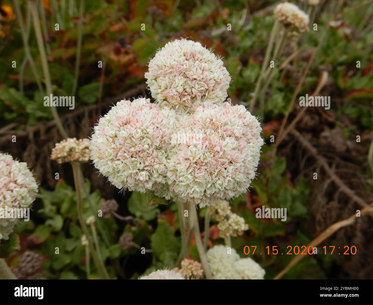 Seaside Buckwheat (Eriogonum latifolium) Plantae Stock Photo - Alamy