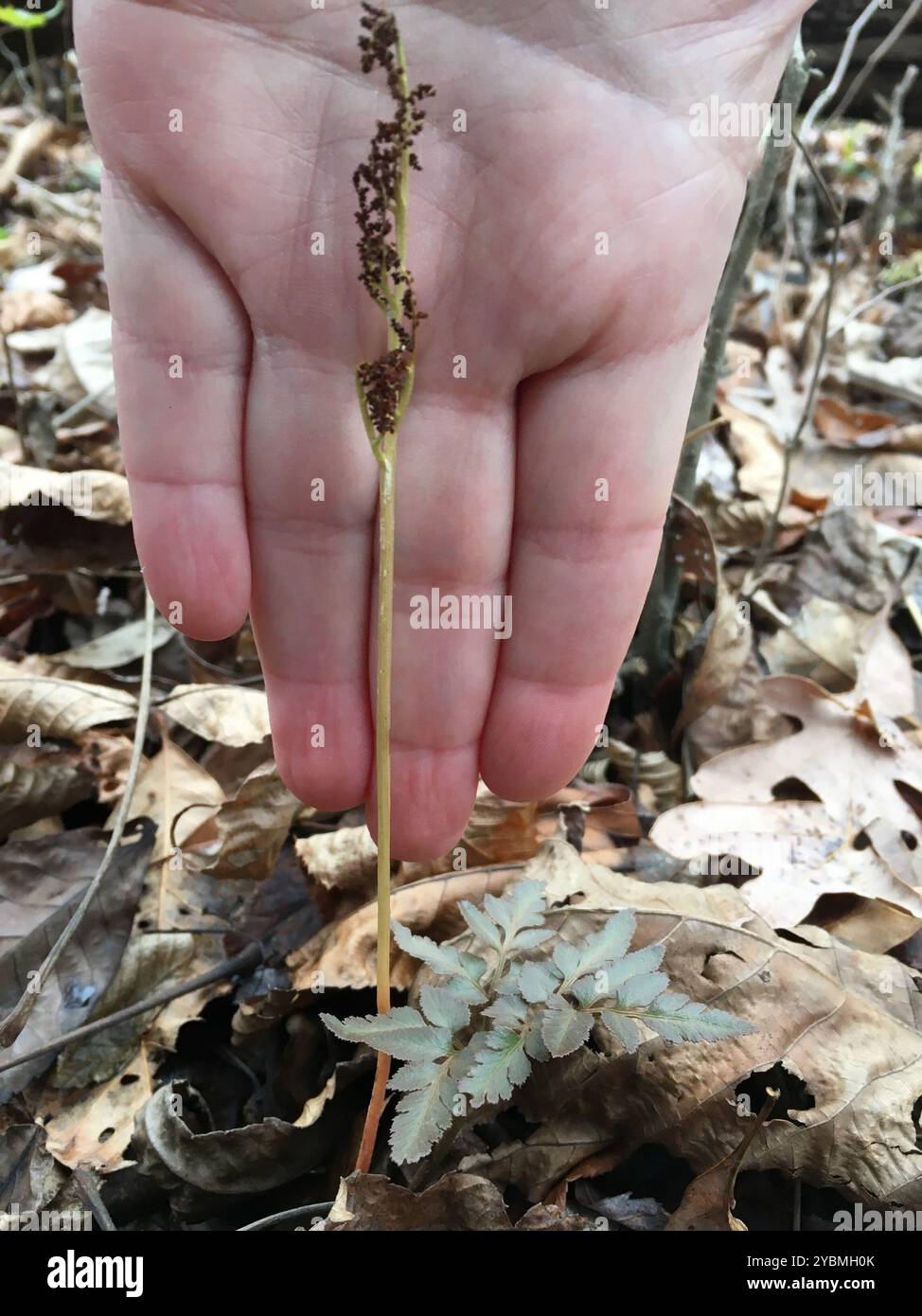 Cutleaf Grapefern (Sceptridium dissectum) Plantae Stock Photo - Alamy