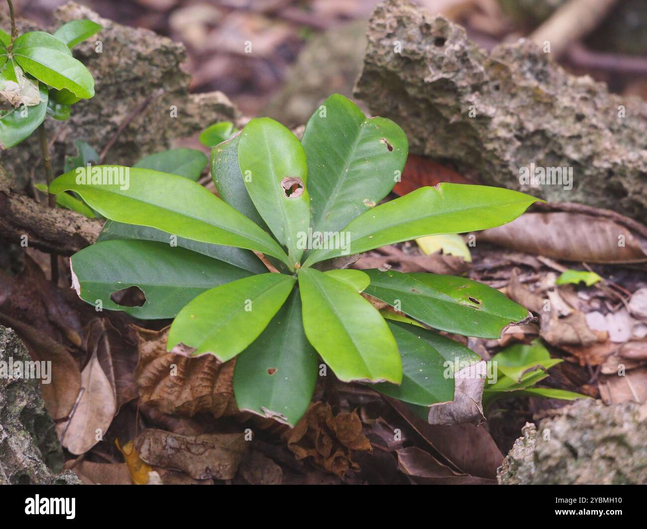 shoebutton Ardisia (Ardisia elliptica) Plantae Stock Photo - Alamy