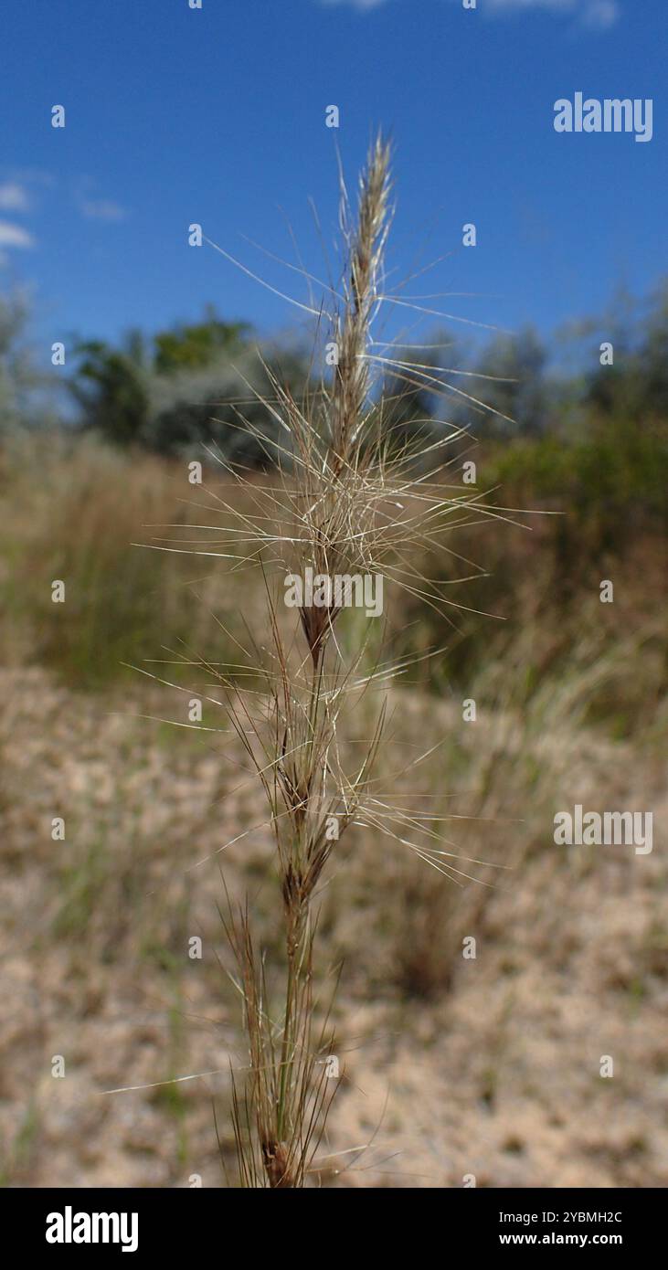 Tassle Three-awn (Aristida congesta) Plantae Stock Photo - Alamy