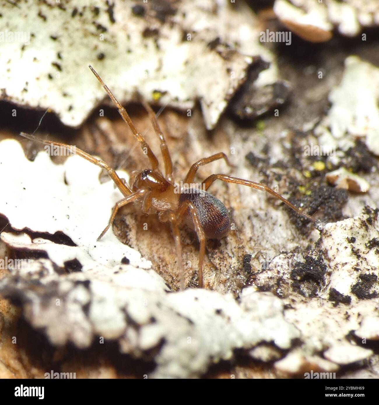 Spiders (Araneae) Arachnida Stock Photo - Alamy