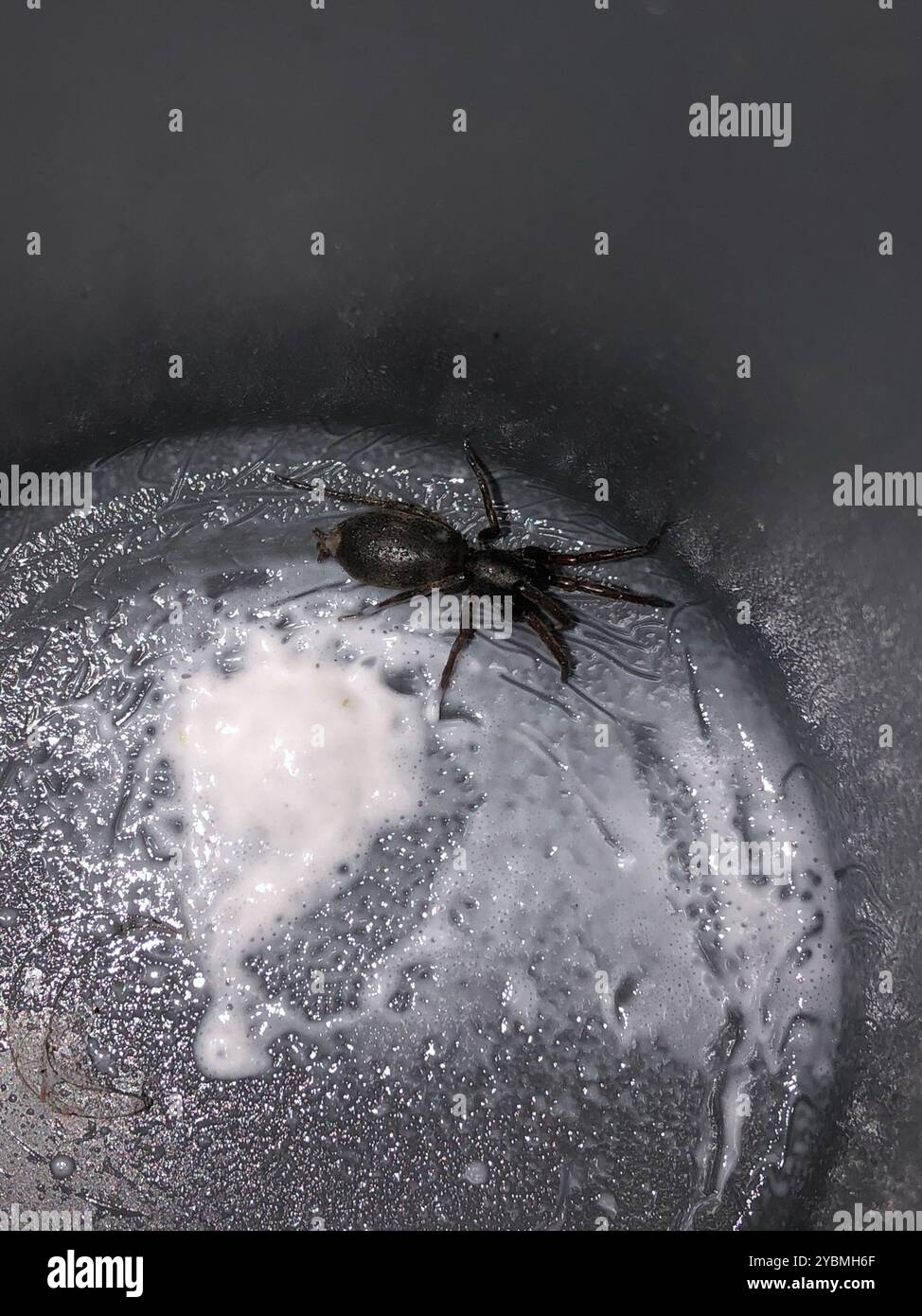 White-tailed Spiders (Lampona) Arachnida Stock Photo - Alamy