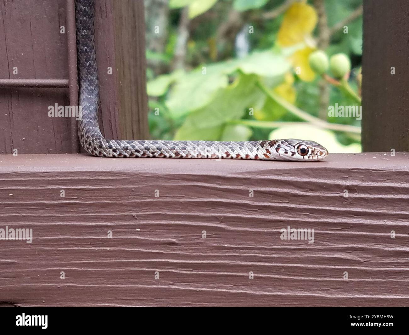 Southern Black Racer (Coluber constrictor priapus) Reptilia Stock Photo ...